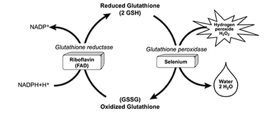 Glutathione metabolism